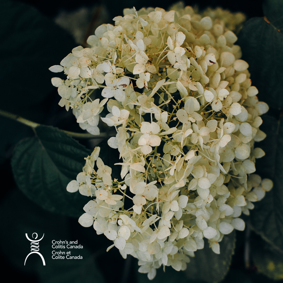 Jessica Miles - Crohn's and Colitis Canada - In Memory Personal Pages