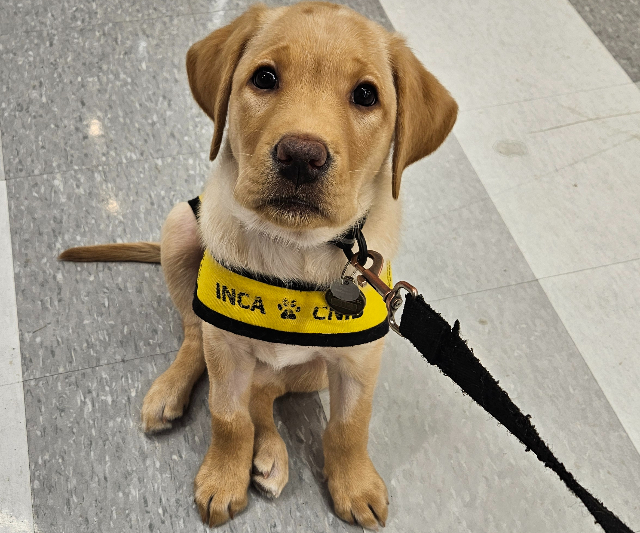 Christine Mireault - CNIB Guide Dogs Pup Crawl