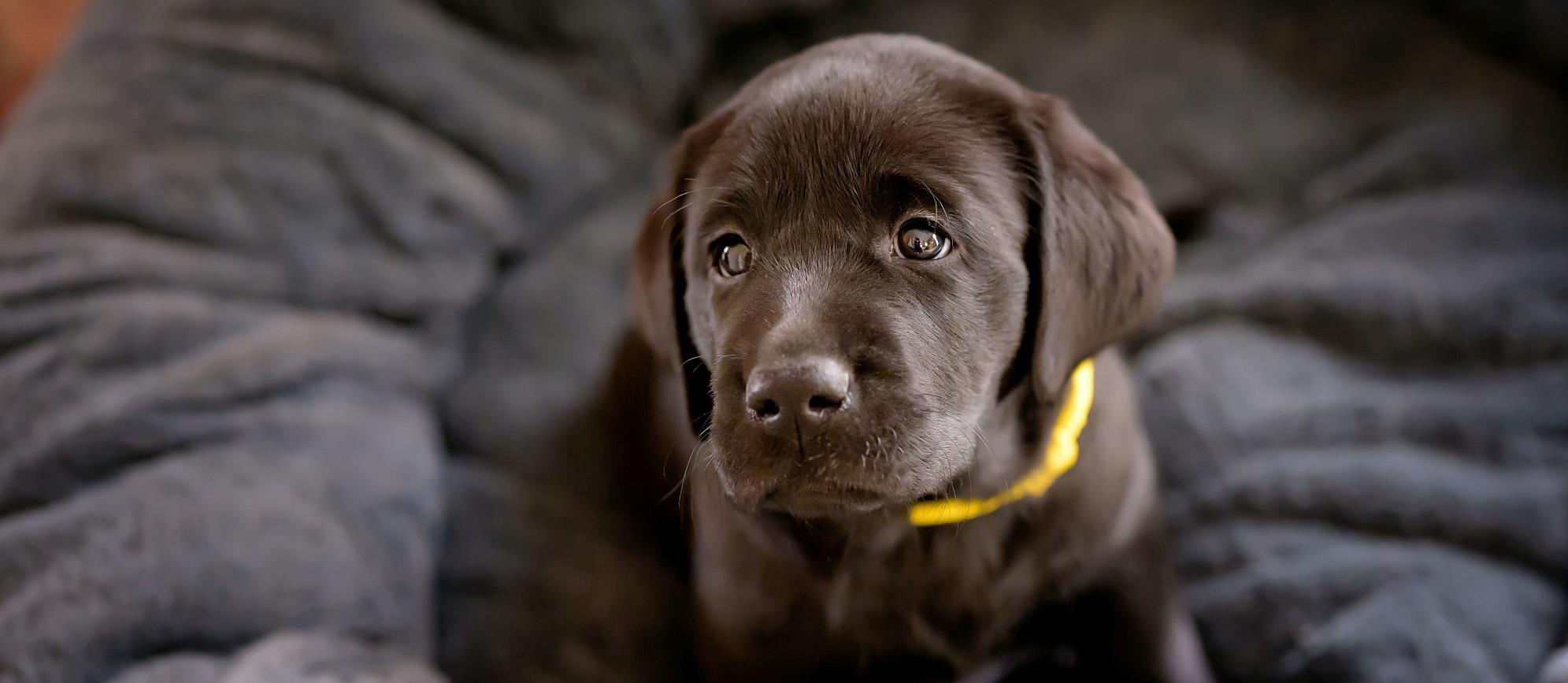 Home - CNIB Guide Dogs Pup Crawl